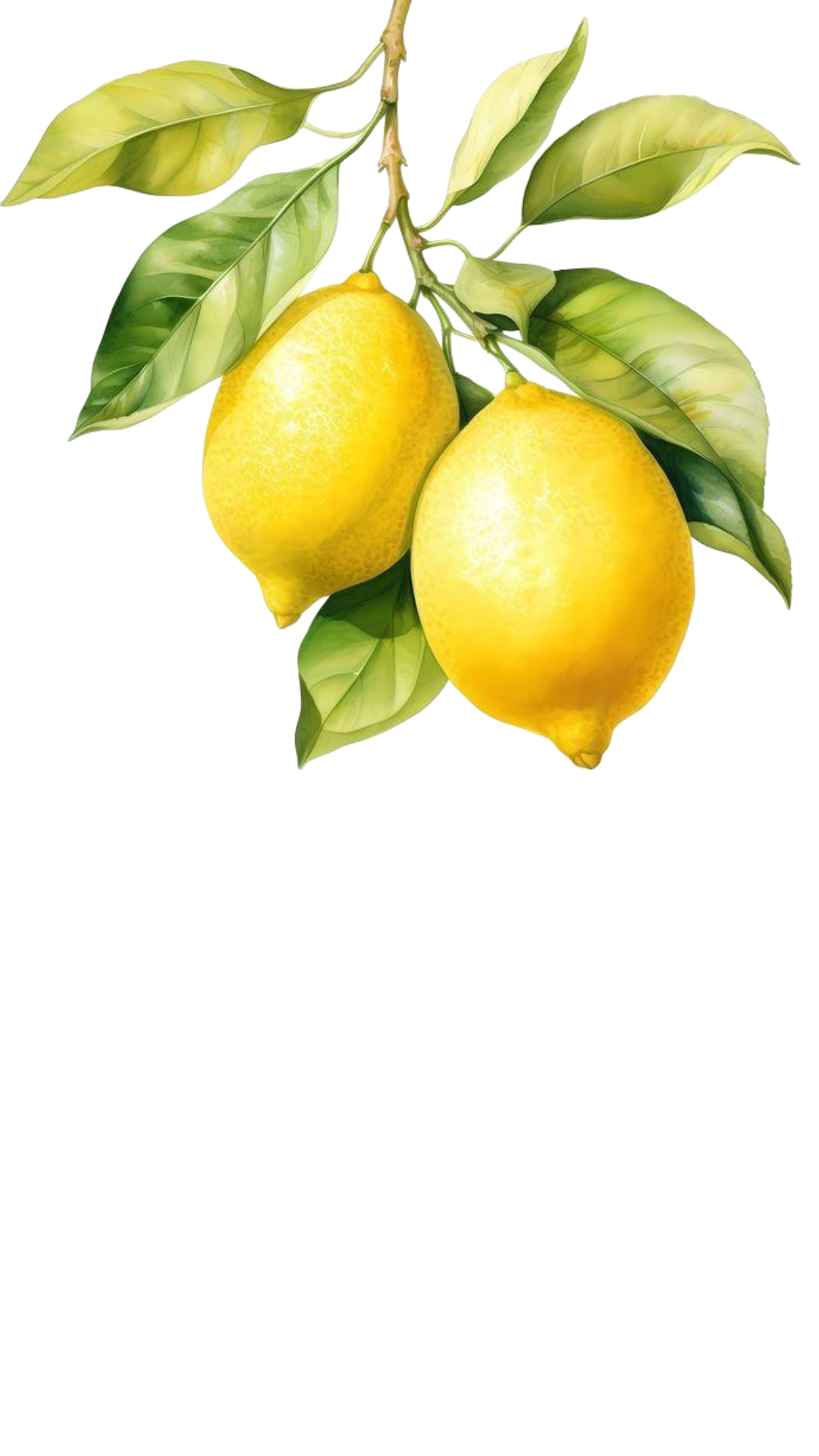 LEMONS – Westland Fruits